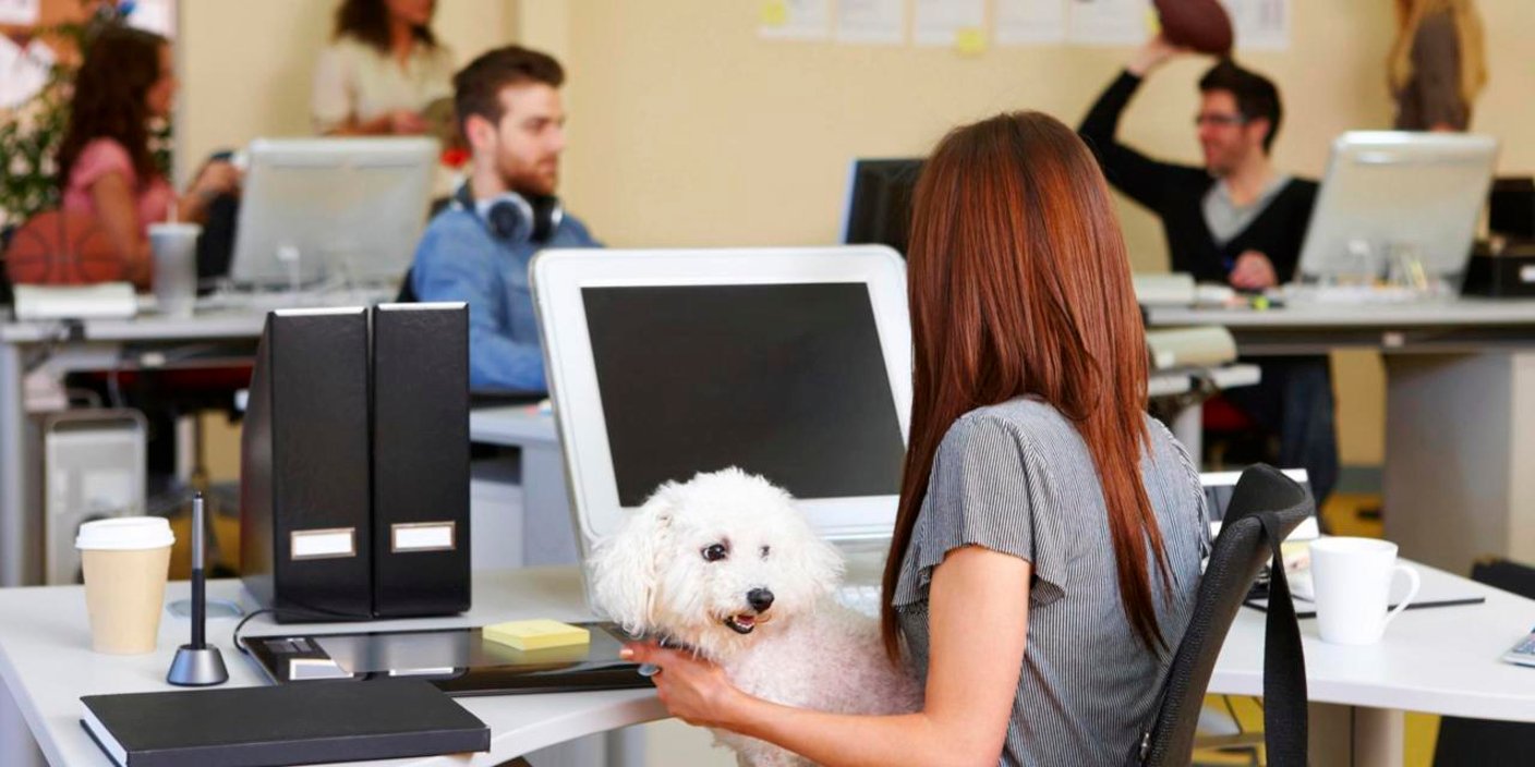 BBC Legal Trainee Internship 2019 | AlphaGamma